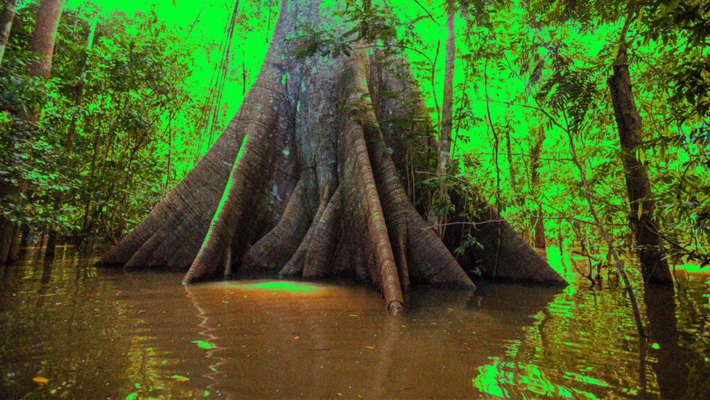 A Sumaúma e as sementes de futuro. O desafio de regenerar nossa própria ...
